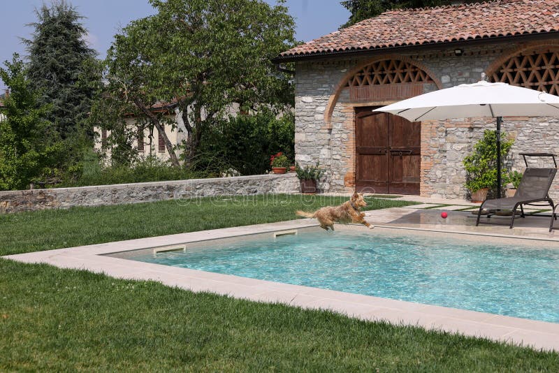 Dog Diving in a Swimming Pool Playing with Red Ball Stock Image - Image ...