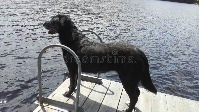 Dog on a Dock stock photo. Image of overlooking, dock - 98935026