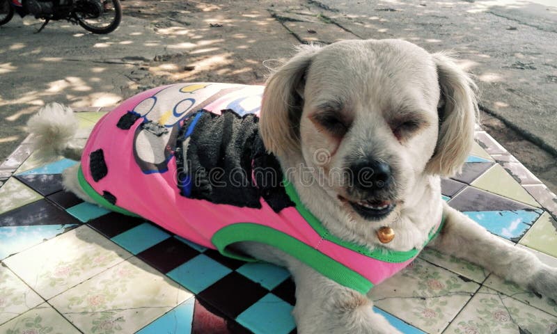 Dog dog dog stock photo. Image of slow, thai, animals - 73382978