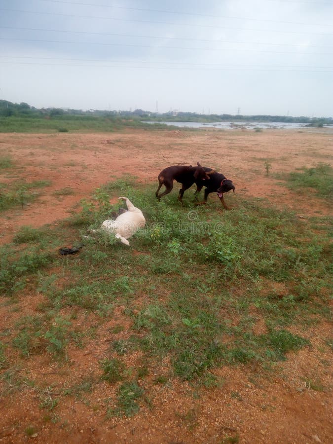 Inrunning Stock Photos - Free & Royalty-Free Stock Photos from Dreamstime