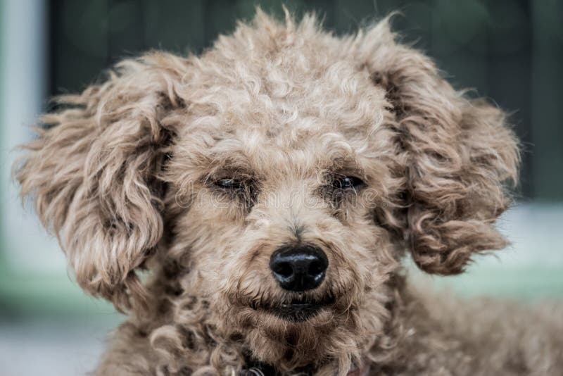 Dog stock photo. Image of husky, fierce, claw, hound - 102564530