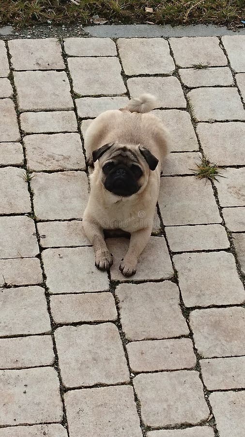 Agentf Stock Photos - Free & Royalty-Free Stock Photos from Dreamstime