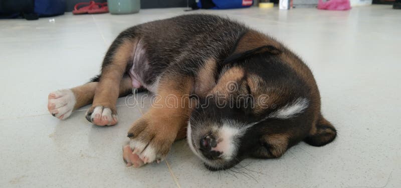 Dog stock photo. Image of nice, black, slipping, bountiful - 260974122