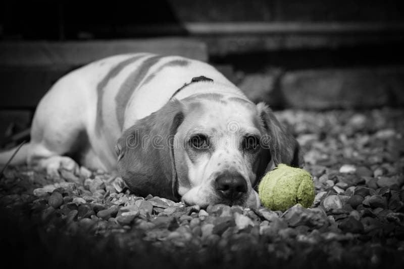 Dog stock image. Image of relaxed, chilled, ball, relaxing - 120978709