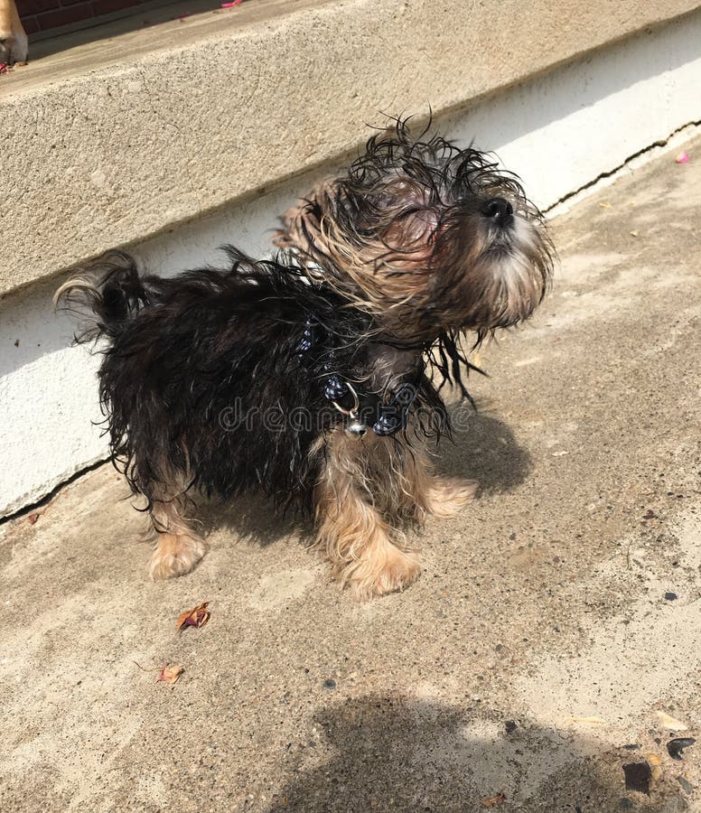 Dog stock photo. Image of small, water, shaking - 151091024