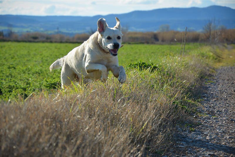 Dog stock image. Image of nature, amor, life, colorful - 90715659
