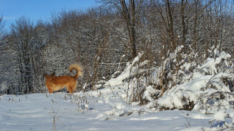 Dogs in the Winter among the Snow Stock Image - Image of black, natural ...