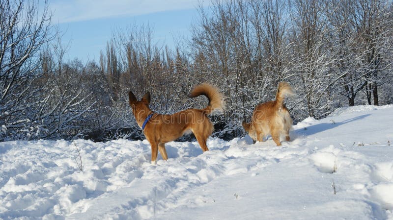 Dogs in the Winter among the Snow Stock Photo - Image of animals, dingo ...