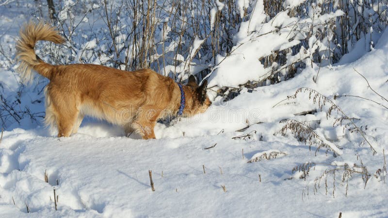 Dogs in the Winter among the Snow Stock Photo - Image of australian ...