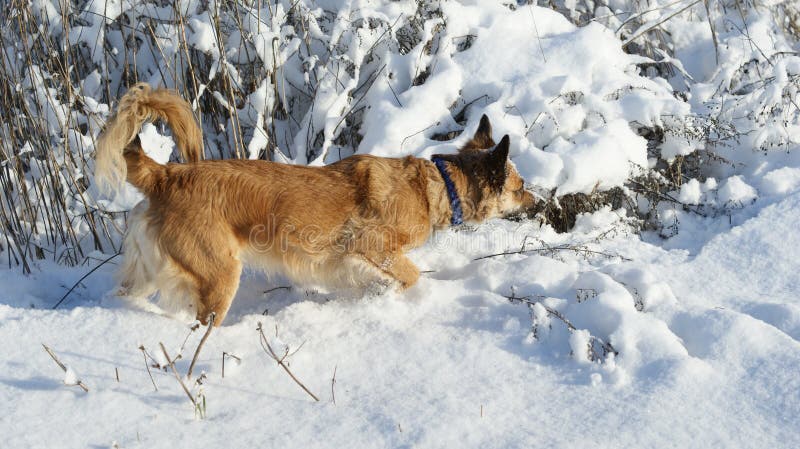 Dogs in the Winter among the Snow Stock Photo - Image of aboriginal ...