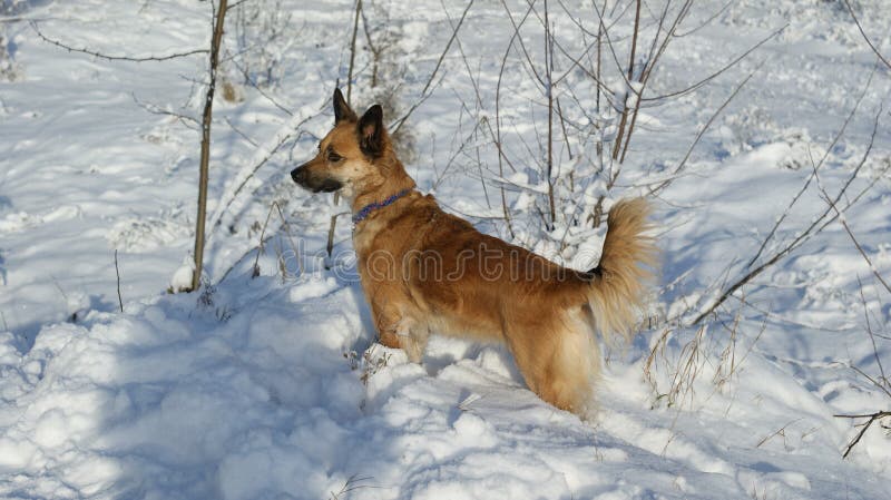 Dogs in the Winter among the Snow Stock Image - Image of fauna ...