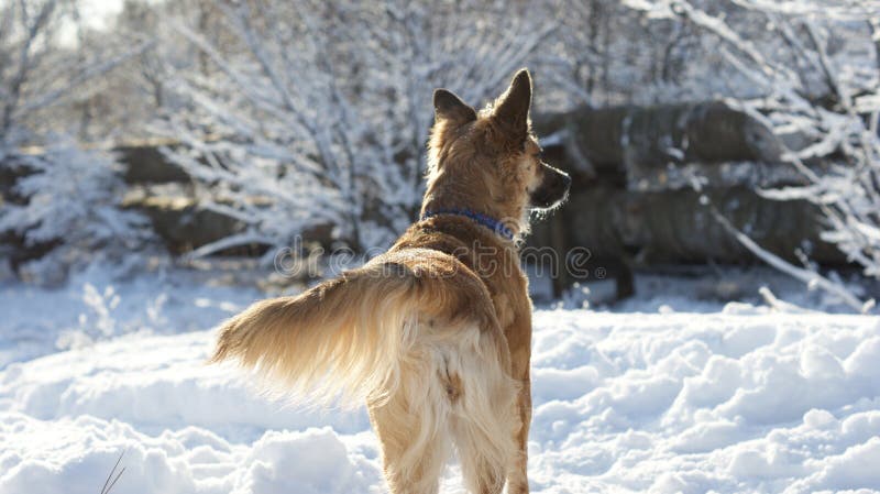 Dogs in the Winter among the Snow Stock Photo - Image of fraser, hunt ...