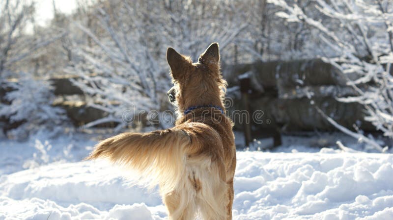 Dogs in the Winter among the Snow Stock Photo - Image of lupus, endemic ...