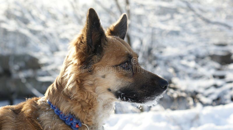 Dogs in the Winter among the Snow Stock Image - Image of hunt, lupus ...