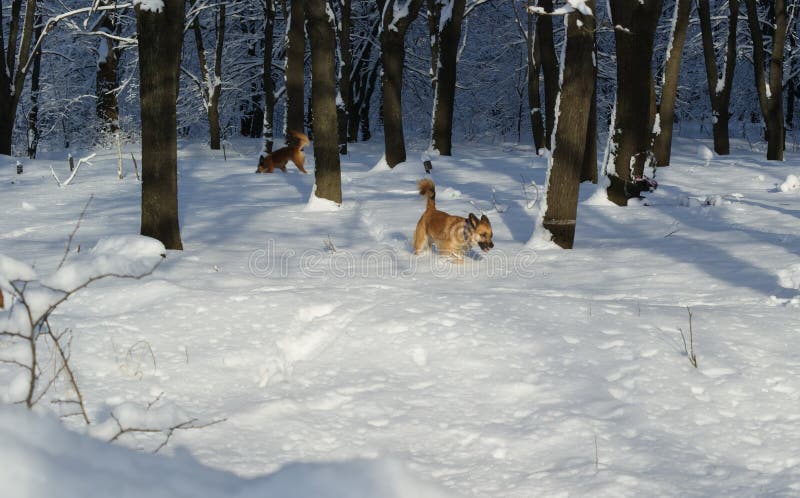 Dogs in the Winter among the Snow Stock Photo - Image of fauna, dingo ...