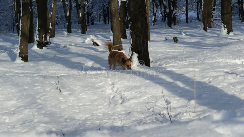Dogs in the Winter among the Snow Stock Image - Image of endemic ...