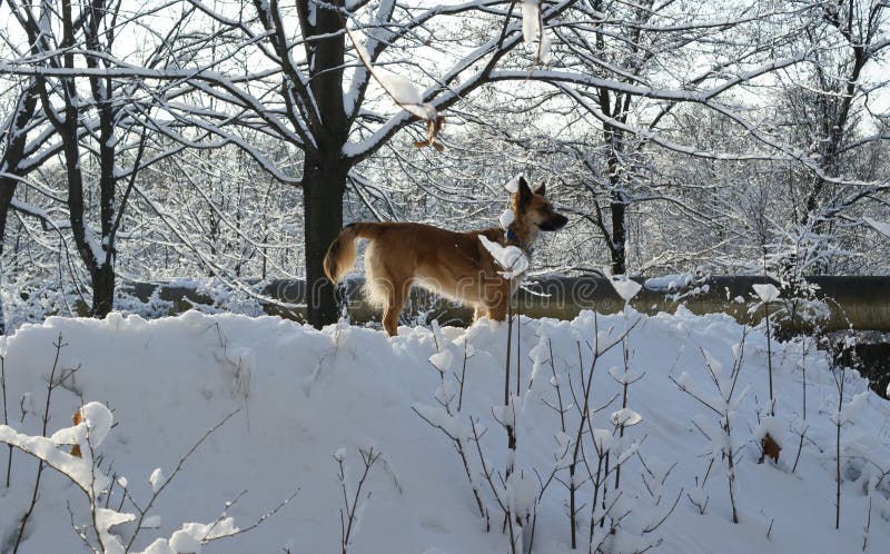 Dogs in the Winter among the Snow Stock Photo - Image of black, fraser ...