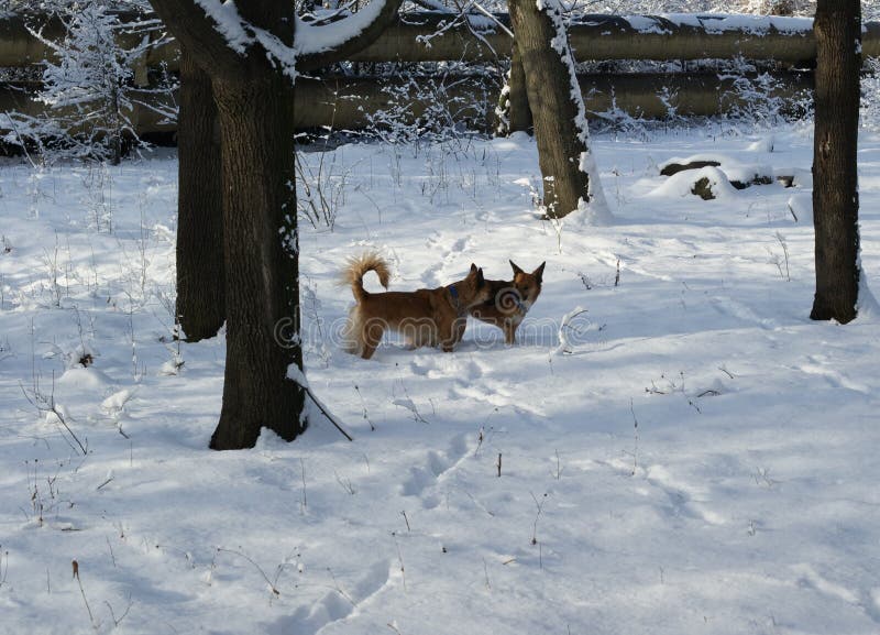 Dogs in the Winter among the Snow Stock Photo - Image of canis, island ...