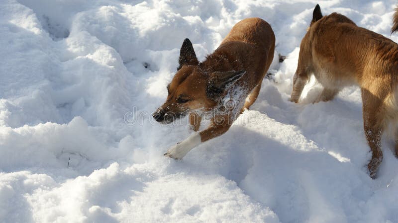 Dogs in the Winter among the Snow Stock Photo - Image of hunting ...