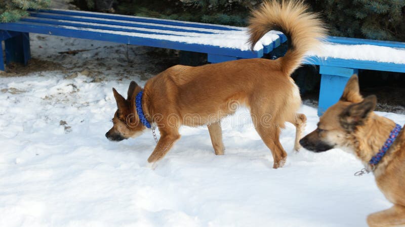 Dogs in the Winter among the Snow Stock Image - Image of dingo ...