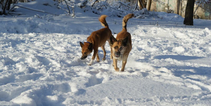 Dogs in the Winter among the Snow Stock Photo - Image of brown, animals ...