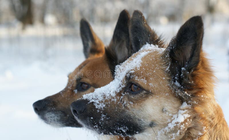 Dogs in the Winter among the Snow Stock Photo - Image of dingo, native ...