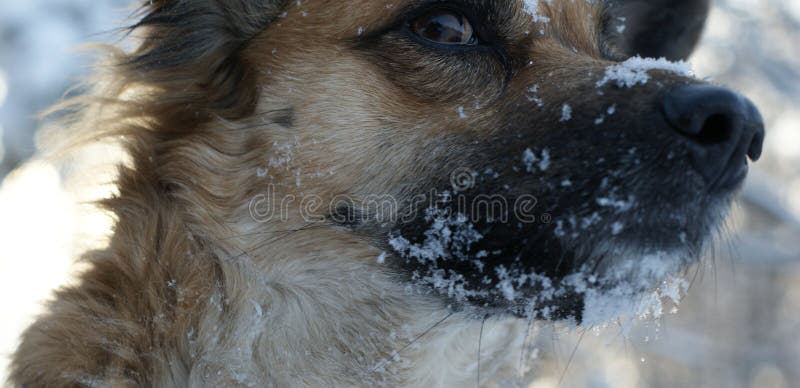 Dogs in the Winter among the Snow Stock Image - Image of dogs, fauna ...