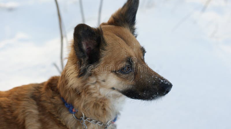Dogs in the Winter among the Snow Stock Image - Image of brown, hunting ...