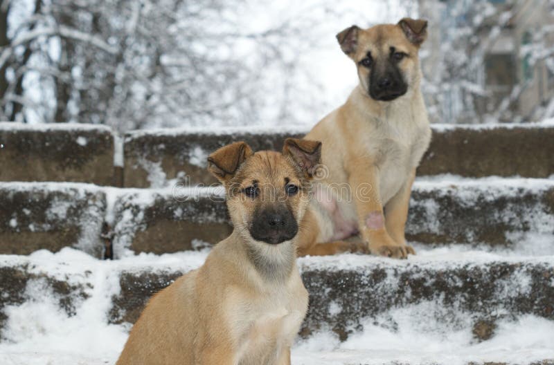 Dogs in the Winter among the Snow Stock Photo - Image of dogs, portrait ...