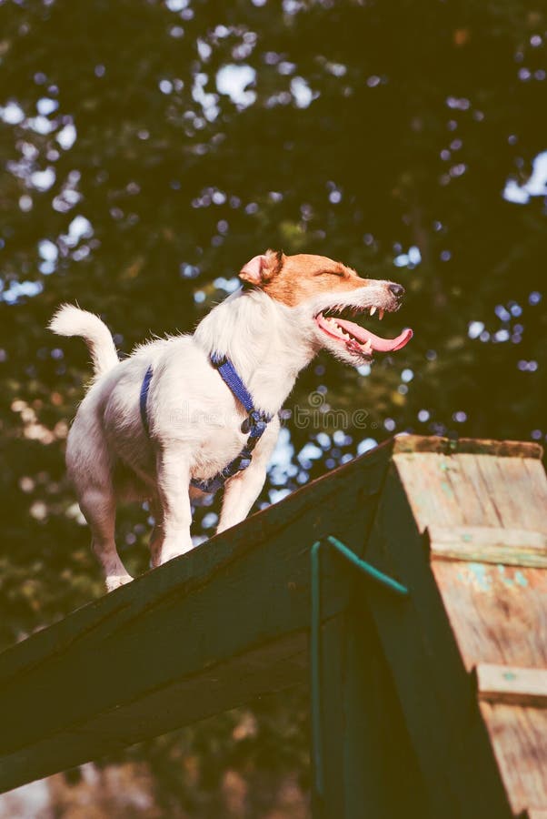 Dog Doing Exercises on a Balance Beam. Stock Image - Image of cheerful ...