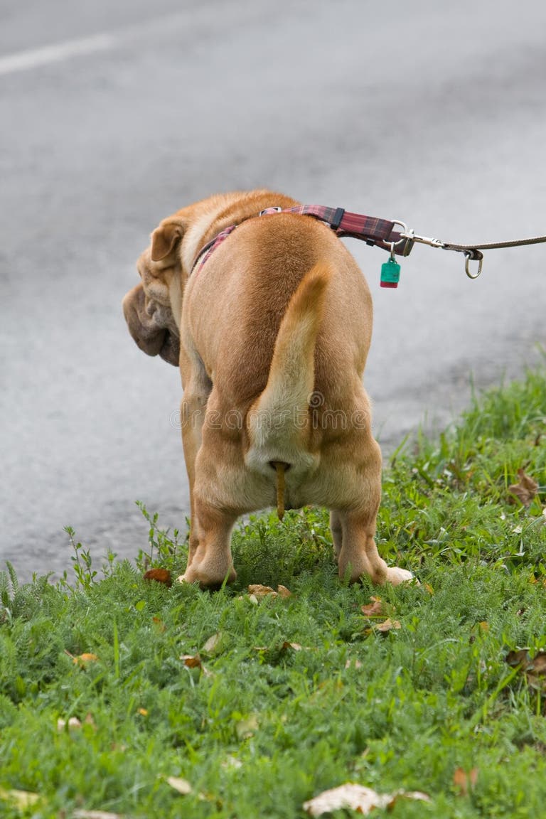813 Dog Pooping Stock Photos - Free & Royalty-Free Stock Photos from ...