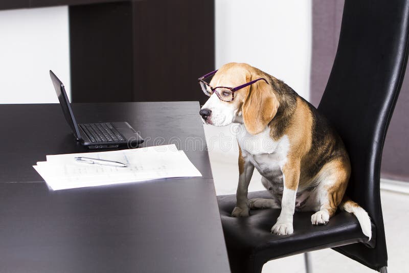 Dog-doing-the-homework stock photo. Image of intelligent - 31991404