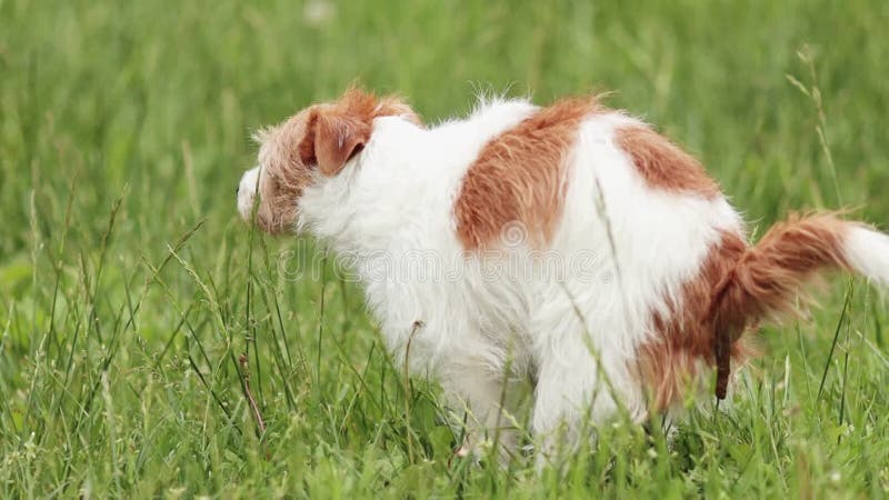 Dog Doing Toilet in the Grass, Pooping, Defecating, Pet Excrement Stock ...