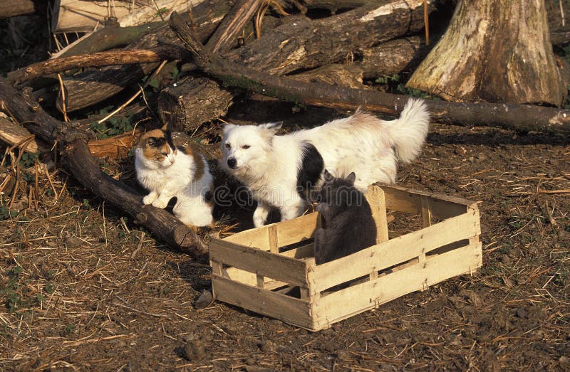 Dog with Domestic Cats stock image. Image of animals - 195873367