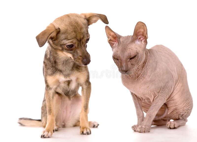 Cat and Dog in Paper Side Torn Hole Isolated Stock Photo - Image of ...