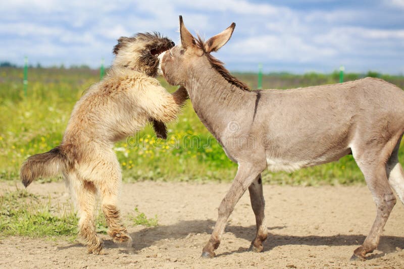 Dog and Donkey stock photo. Image of animal, fluff, summer - 32333730