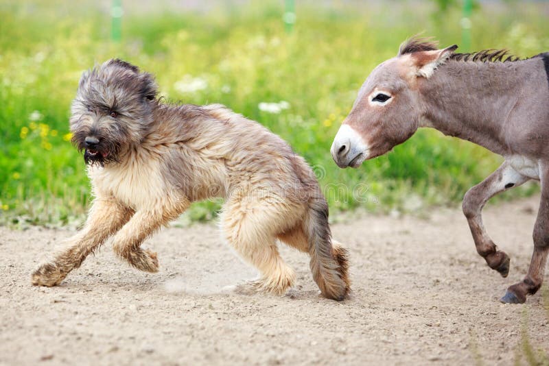 Dog and Donkey stock photo. Image of small, eared, fluff - 32333956