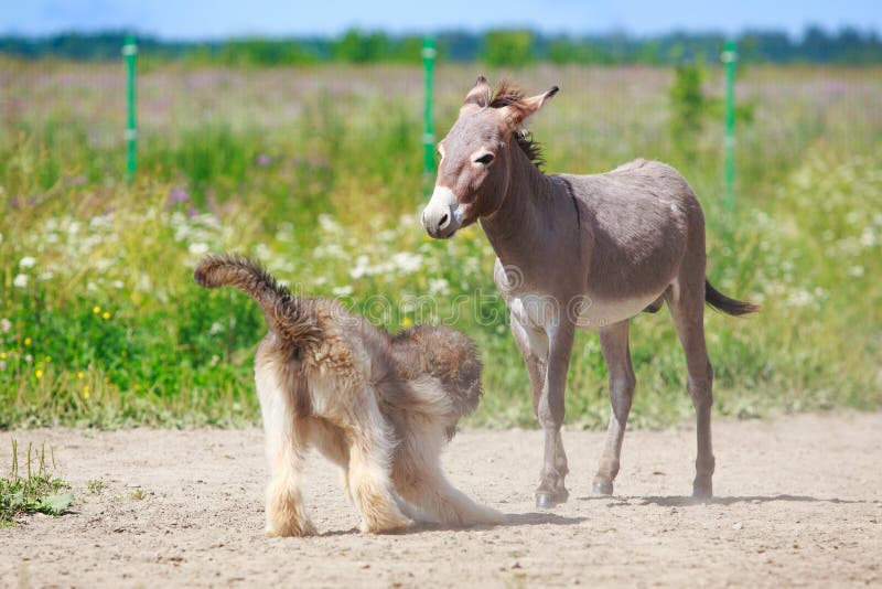 Dog and Donkey stock image. Image of nature, eared, summer - 32764413