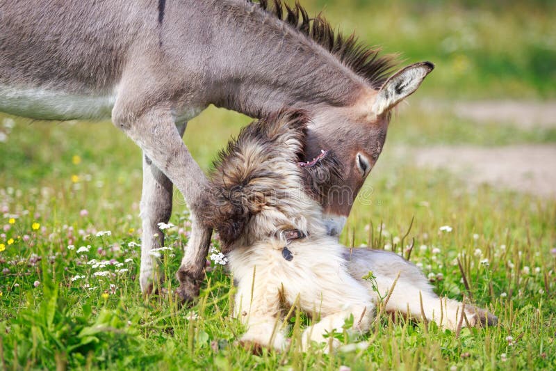 Dog and Donkey stock photo. Image of donkey, eared, field - 32764552