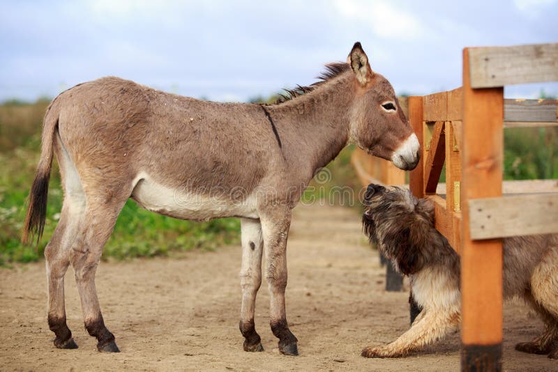 1,454 Dog Donkey Stock Photos - Free & Royalty-Free Stock Photos from ...