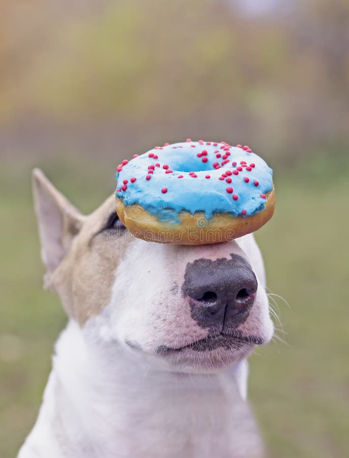 Dog, donut stock photo. Image of delicious, bullterrier - 78905976