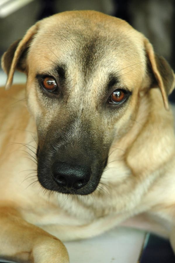 Dog in Doubt stock photo. Image of breed, softness, confusion - 36753152