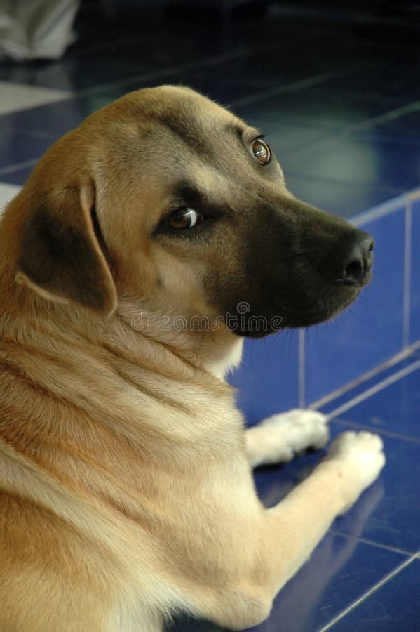 Dog in Doubt stock image. Image of ideas, animal, gazing - 36753453