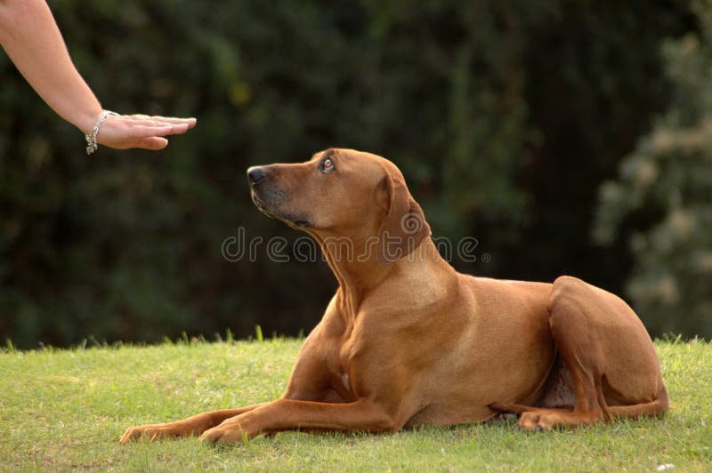 Dog down stock image. Image of deafness, give, expressions - 2450761