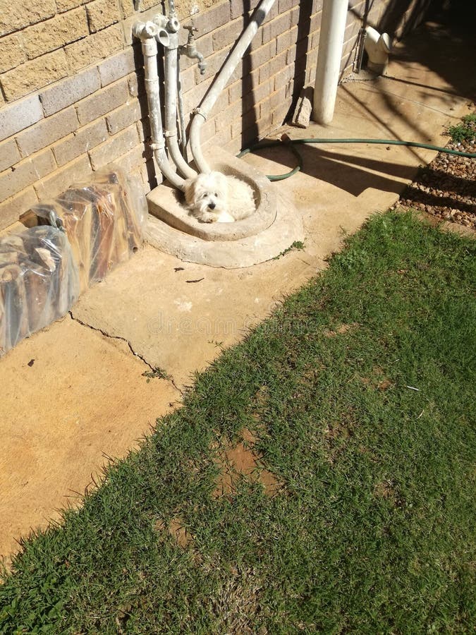 Dog in a drain stock image. Image of fluffy, drain, puppy - 111345789