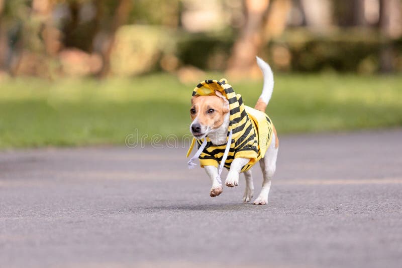 A Dog Dressed As a Bee in a Park. Jack Russell Terrier Dog Breed Stock ...