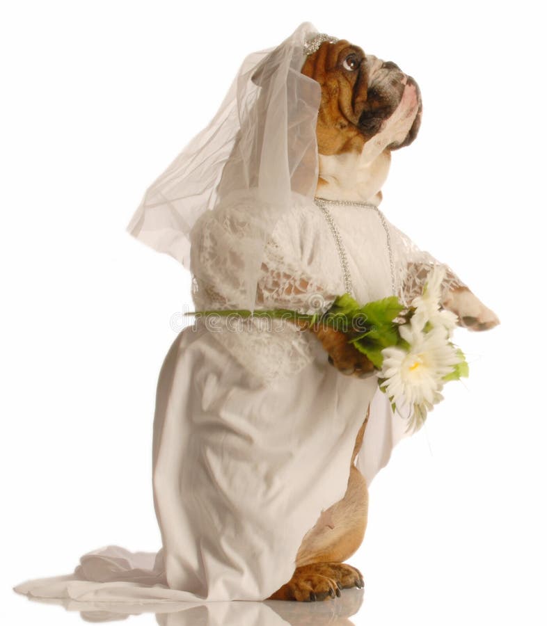 Dog Wedding - Chihuahua Bride and Groom Stock Image - Image of ceremony ...