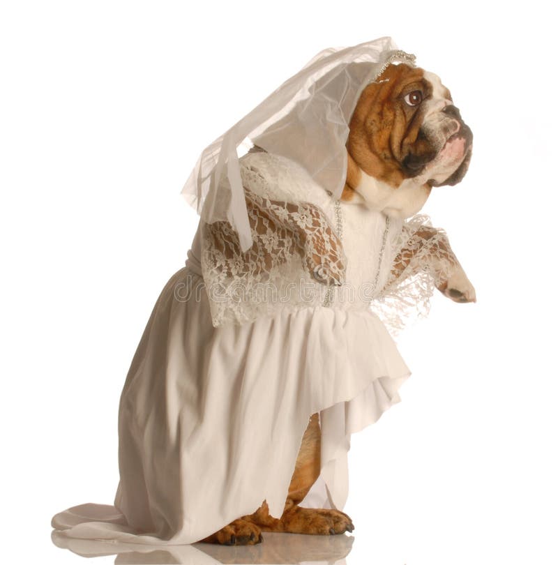 Dog dressed as bride stock photo. Image of english, animal - 7129884