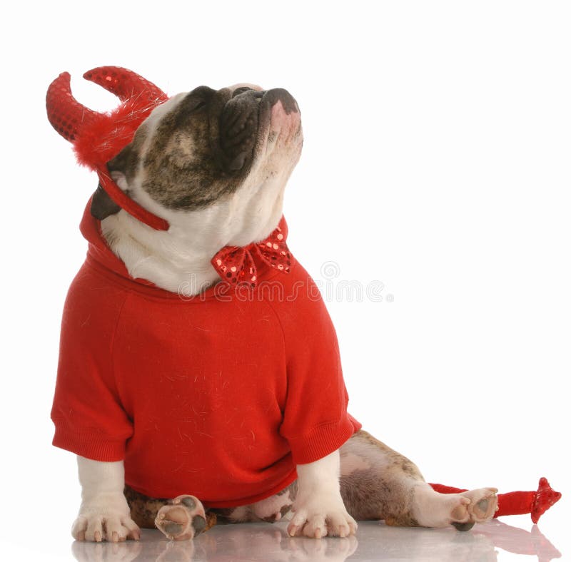 Little Devil Dog stock image. Image of devil, satan, eyes - 34388447