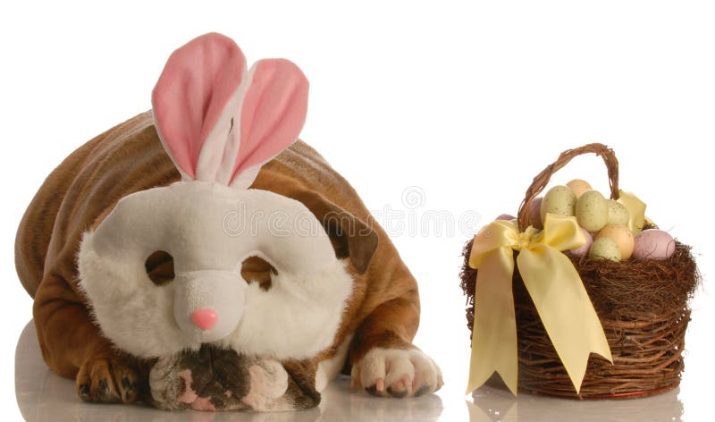 Dog Dressed Up As Easter Bunny Stock Photo - Image of pink, basket ...